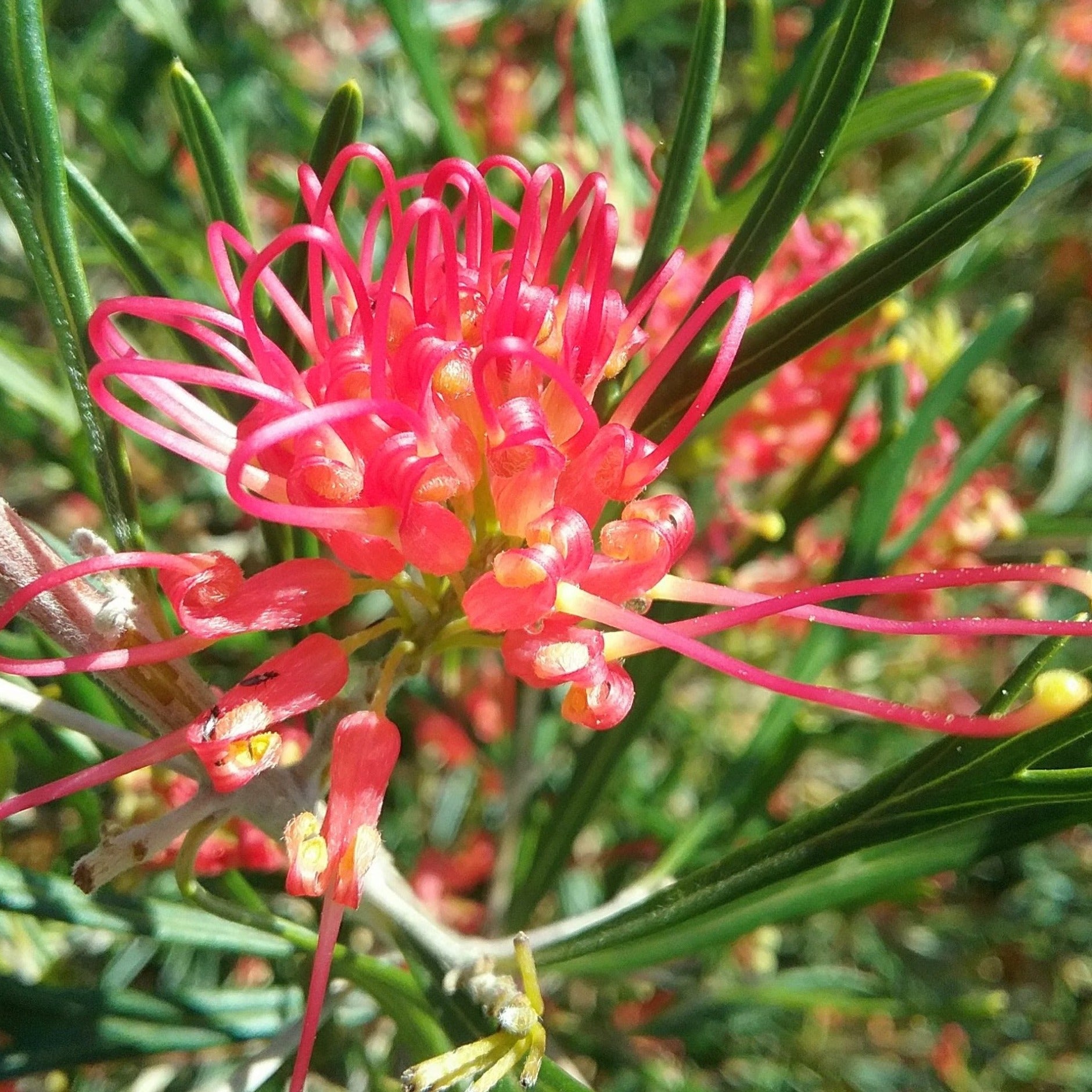 Grevillea – Red Sunset – Yumaro Nursery & Garden Centre