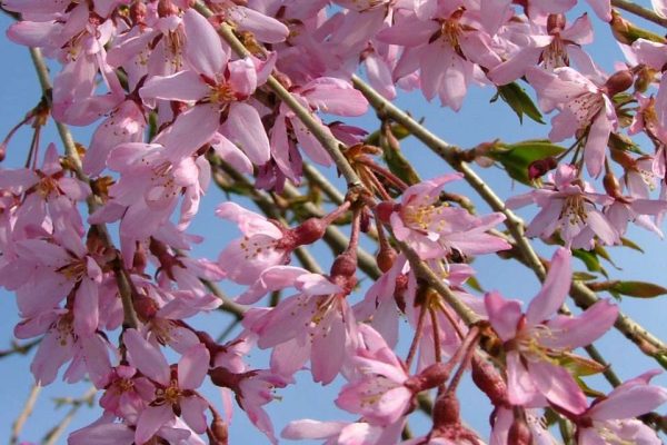 Products – Yumaro Nursery & Garden Centre