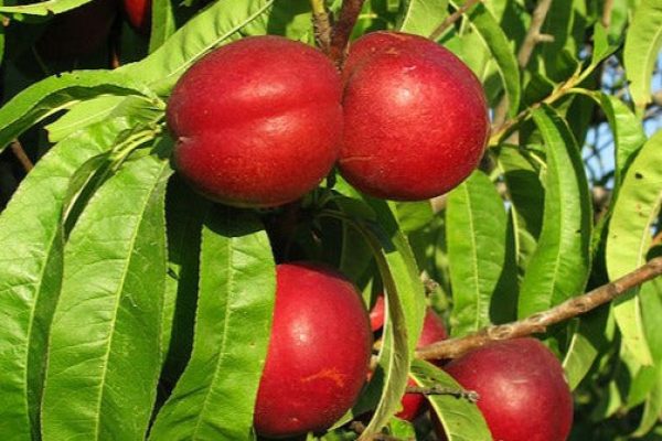 Products – Yumaro Nursery & Garden Centre